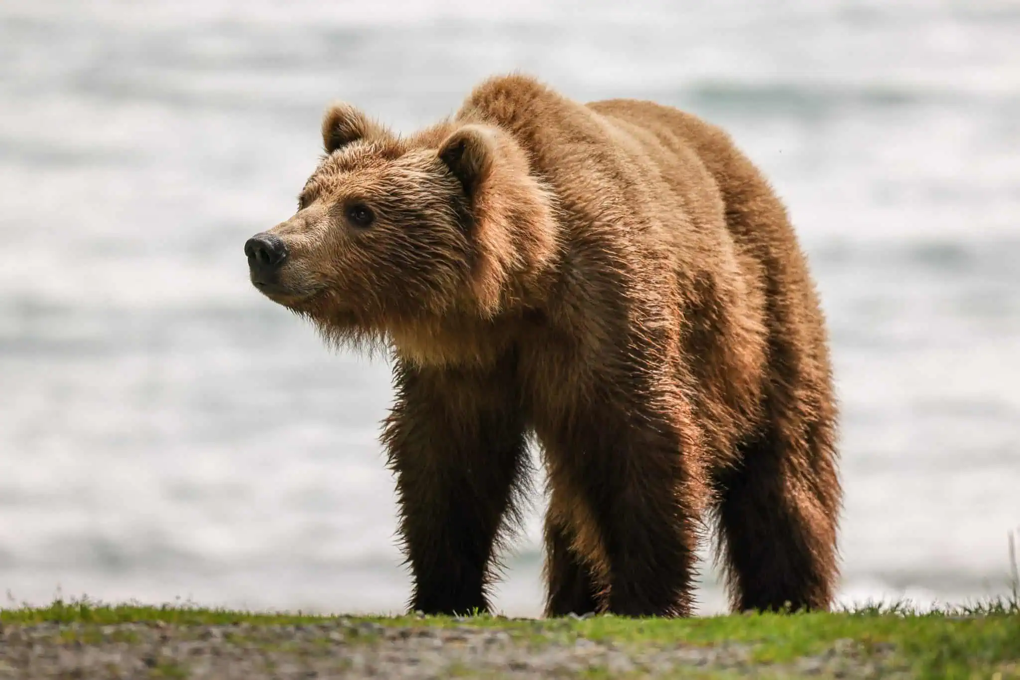 The Complete Guide to Visiting Katmai National Park (+ overnight tips)