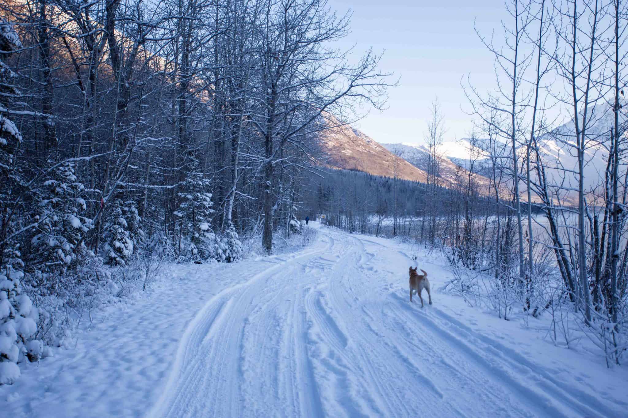 17 Incredible Winter Activities in Anchorage, Alaska